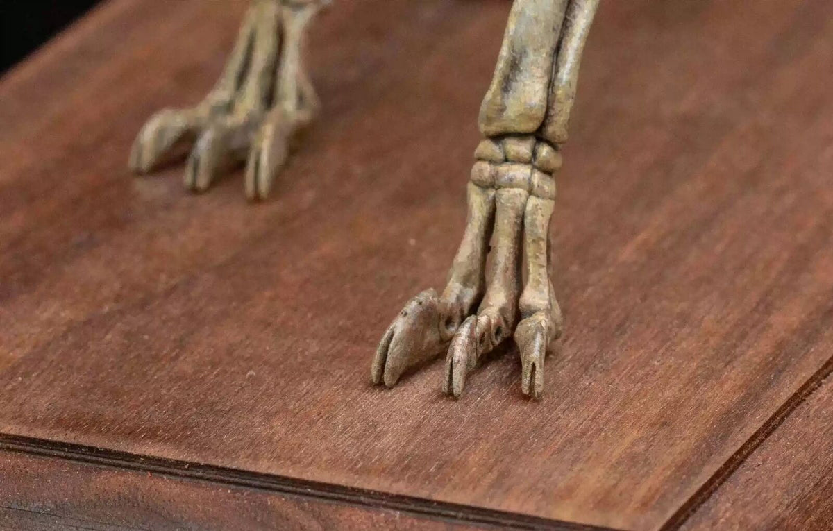 VWUVWU 1/20 Moropus Skeleton Model – Lana Time Shop