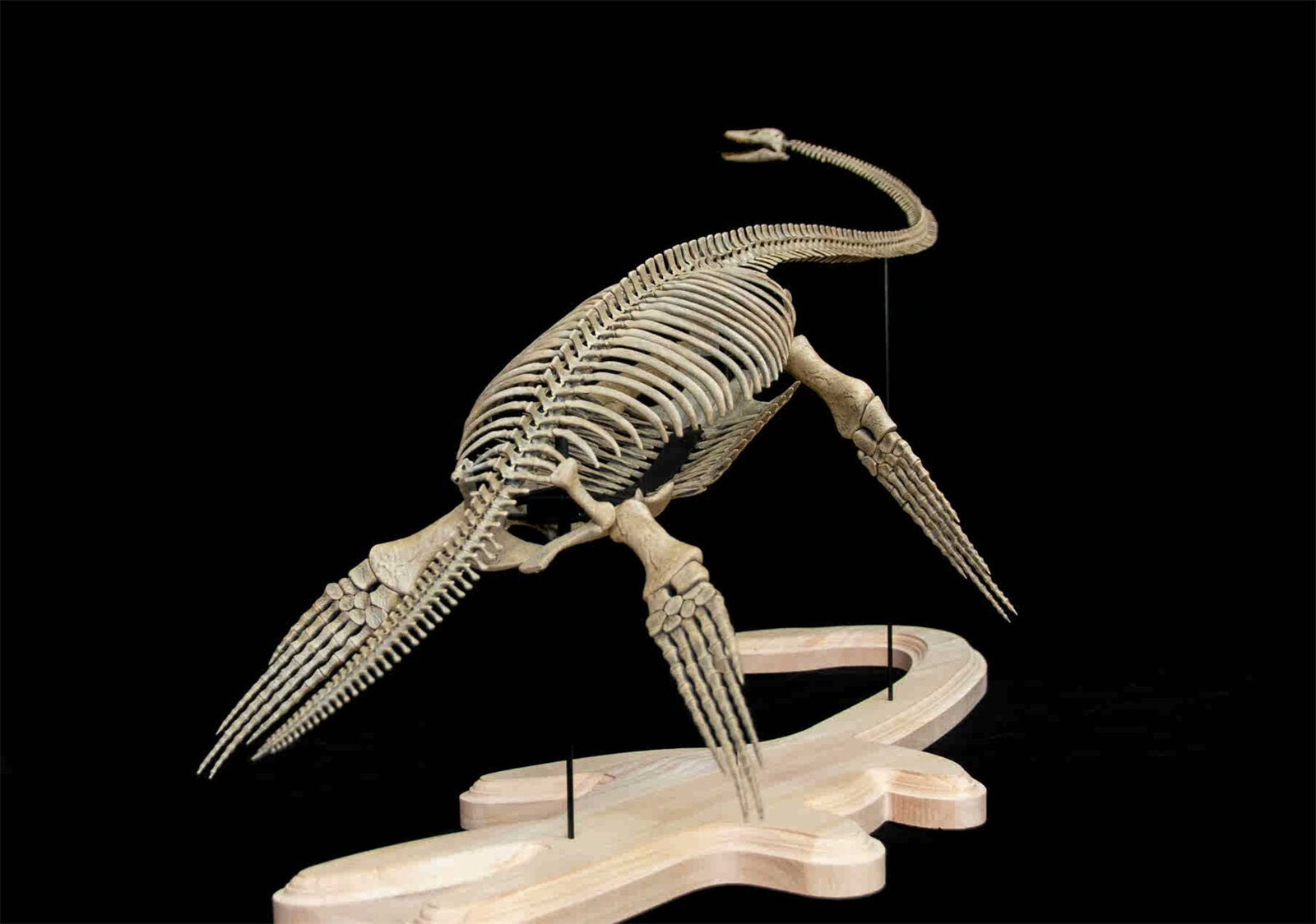 Skelet Van Elasmosaurus