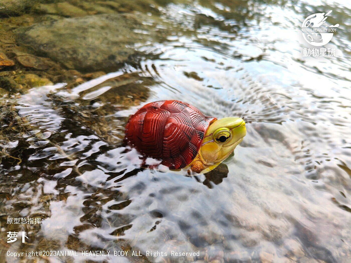 Animal Heavenly Body 19 Turtle Blind Box Model – Lana Time Shop