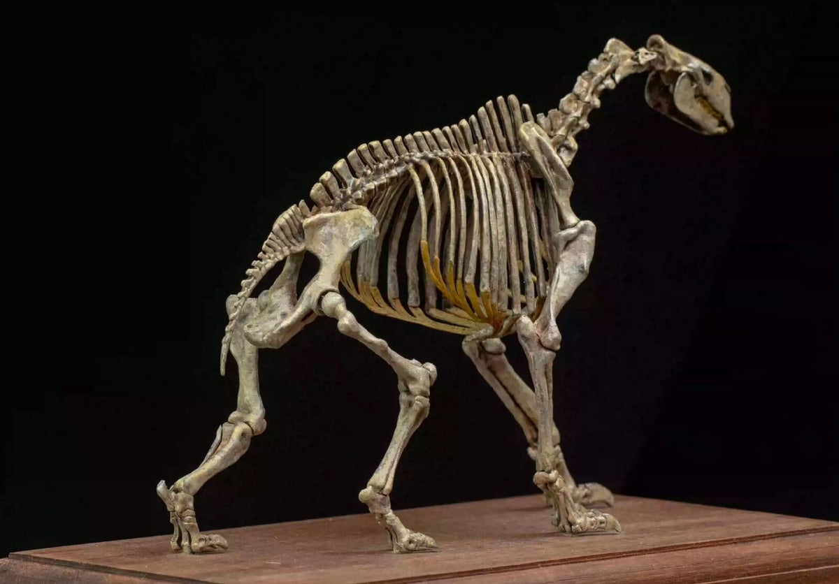 VWUVWU 1/20 Moropus Skeleton Model – Lana Time Shop