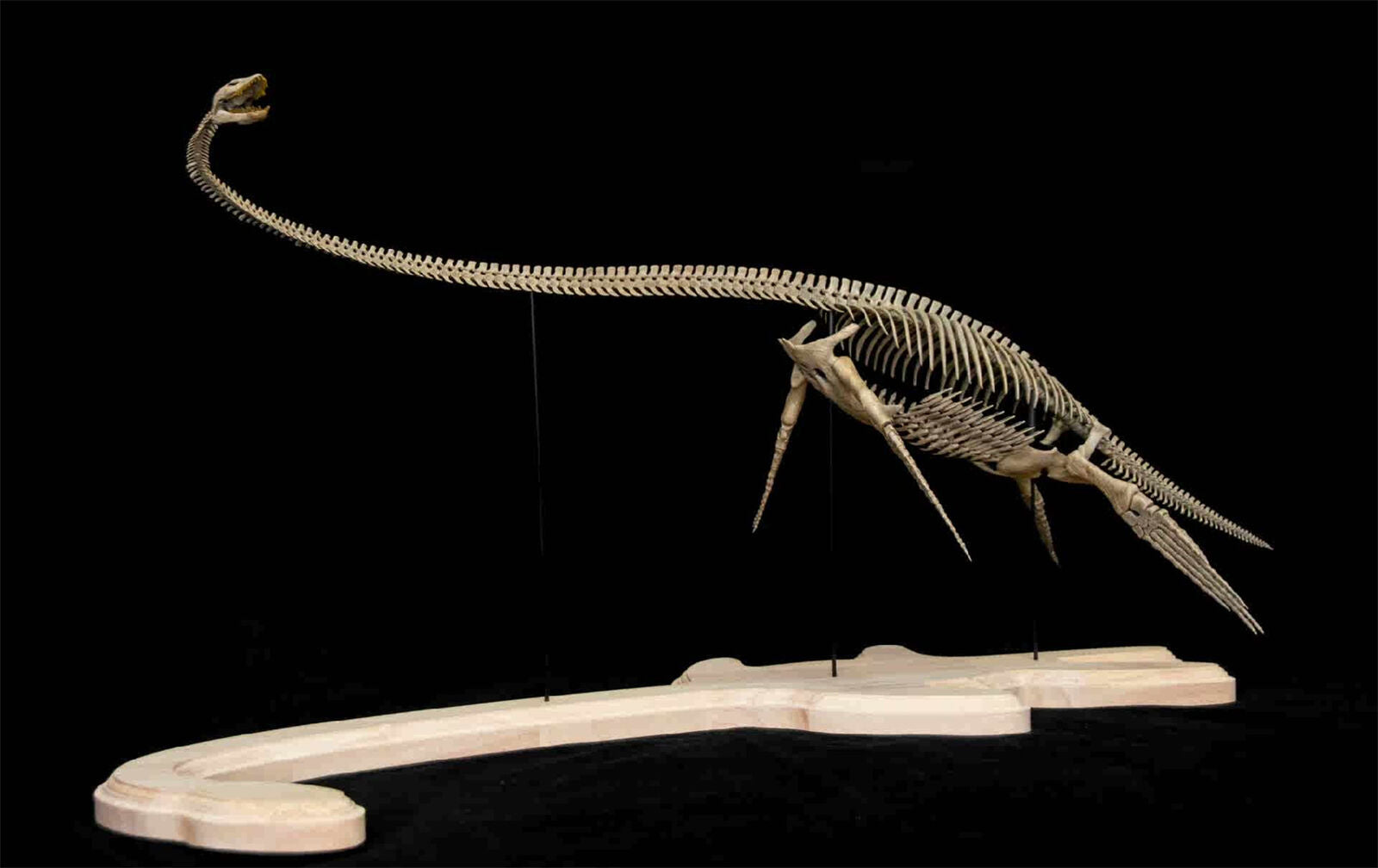 Skelet Van Elasmosaurus