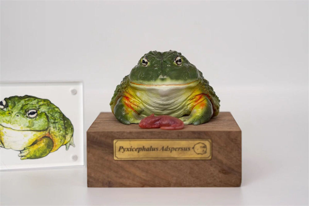 African Bullfrog Model