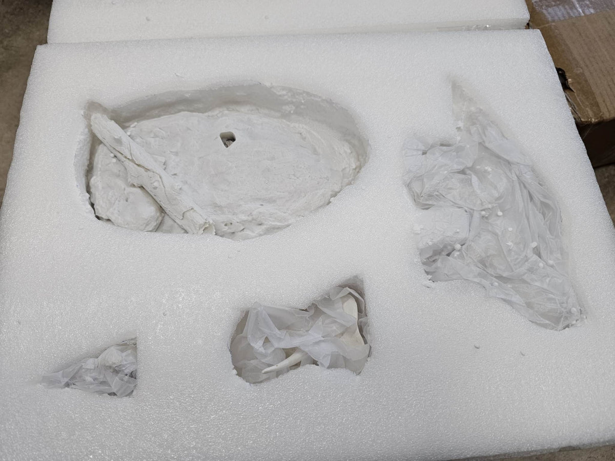 1/35 Scale Triceratops Statue – Lana Time Shop