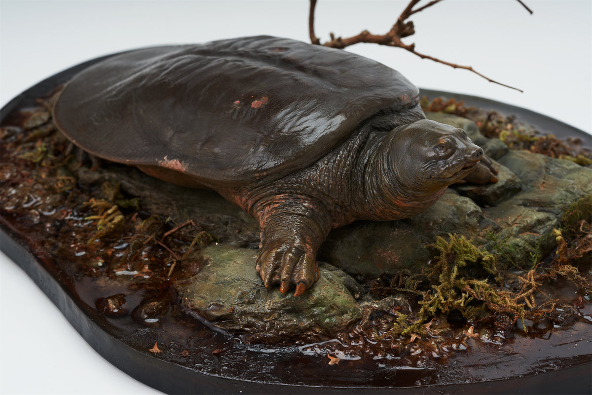 yangtze giant softshell turtle