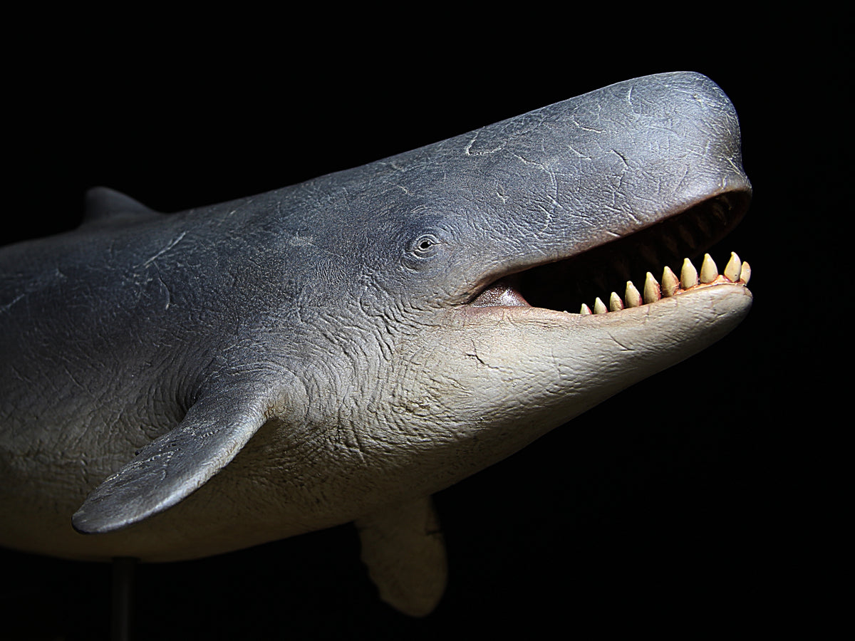 De CLAY Studio 1/35 Scale Livyatan melvillei Statue – Lana Time Shop