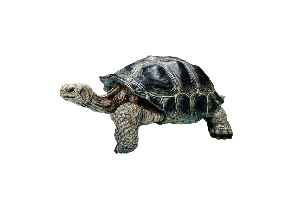 BOWUZHI Studio Chelonoidis Niger Model Realistic Turtle