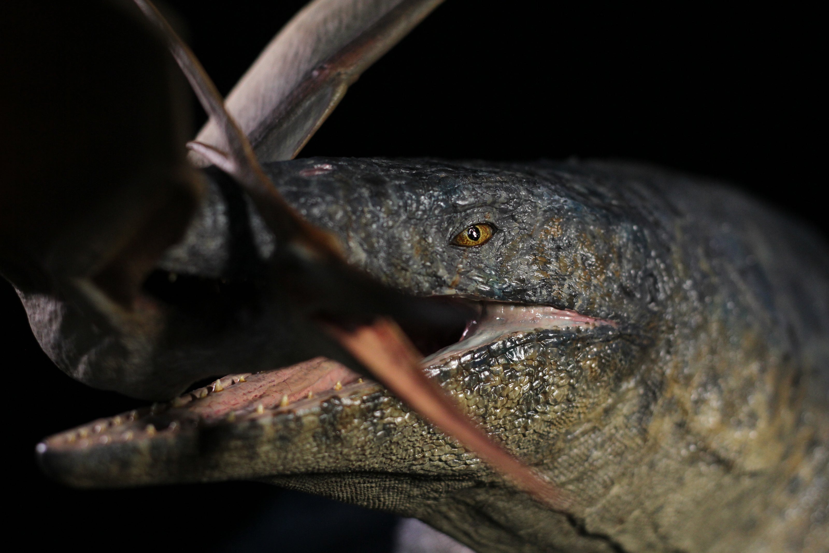 SHOWANNA 1:15 Scale Mosasaurus hoffmanni preying on Barbaridactylus Sc