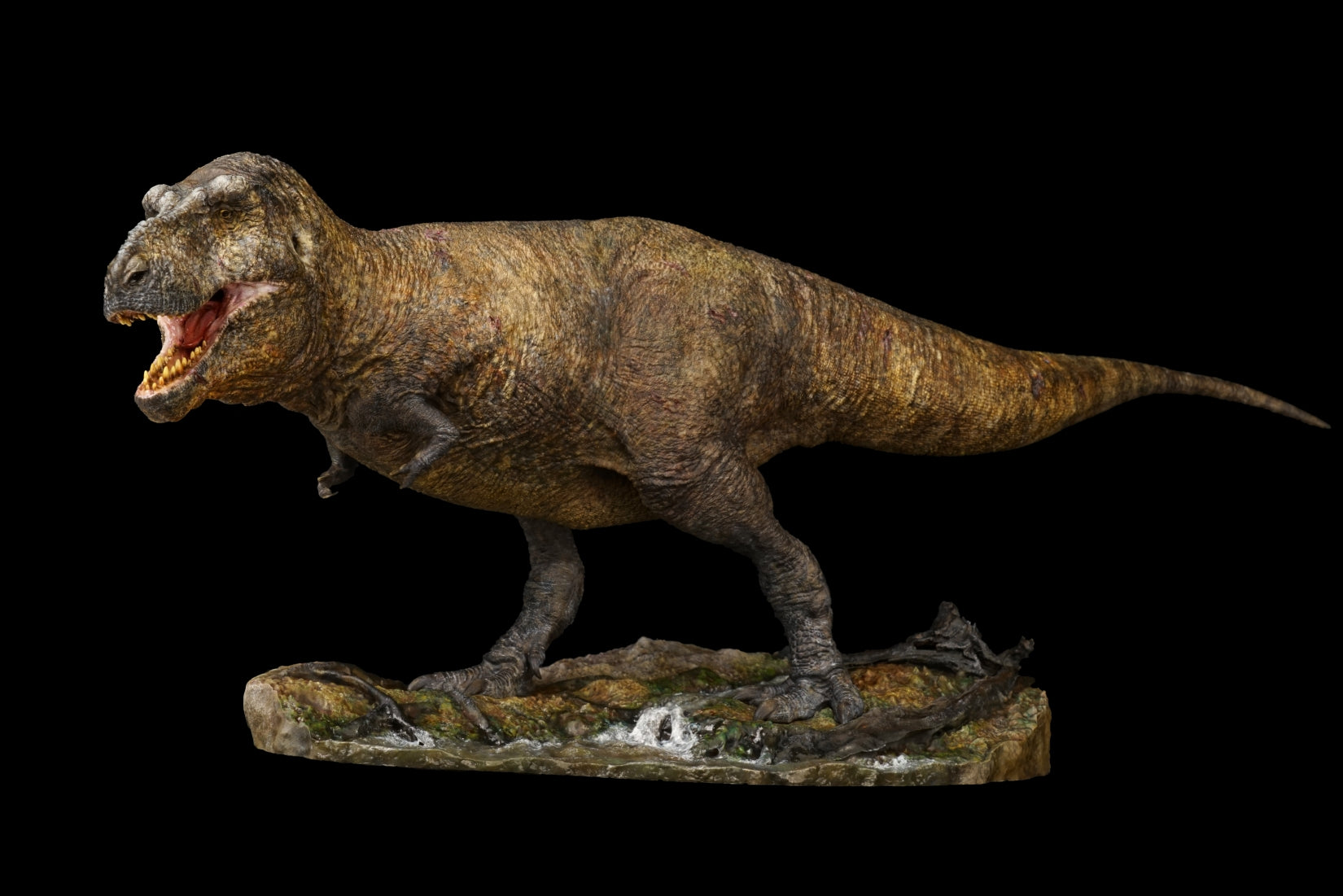 Modèle réduit d'Eotriceratops juvénile d'Albertosaurus à l'échelle 1/3