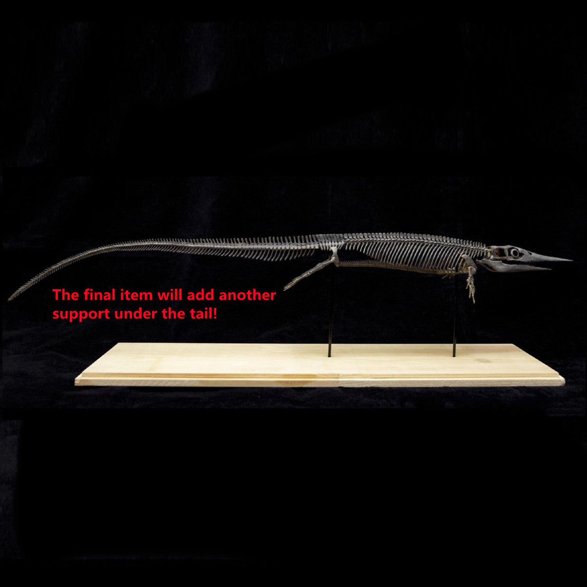 Xinpusaurus Model – Lana Time Shop