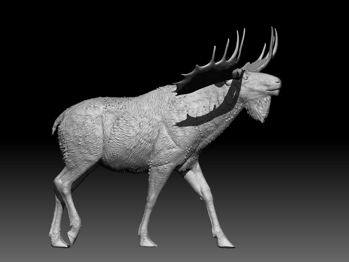 Cervalces latifrons Model – Lana Time Shop