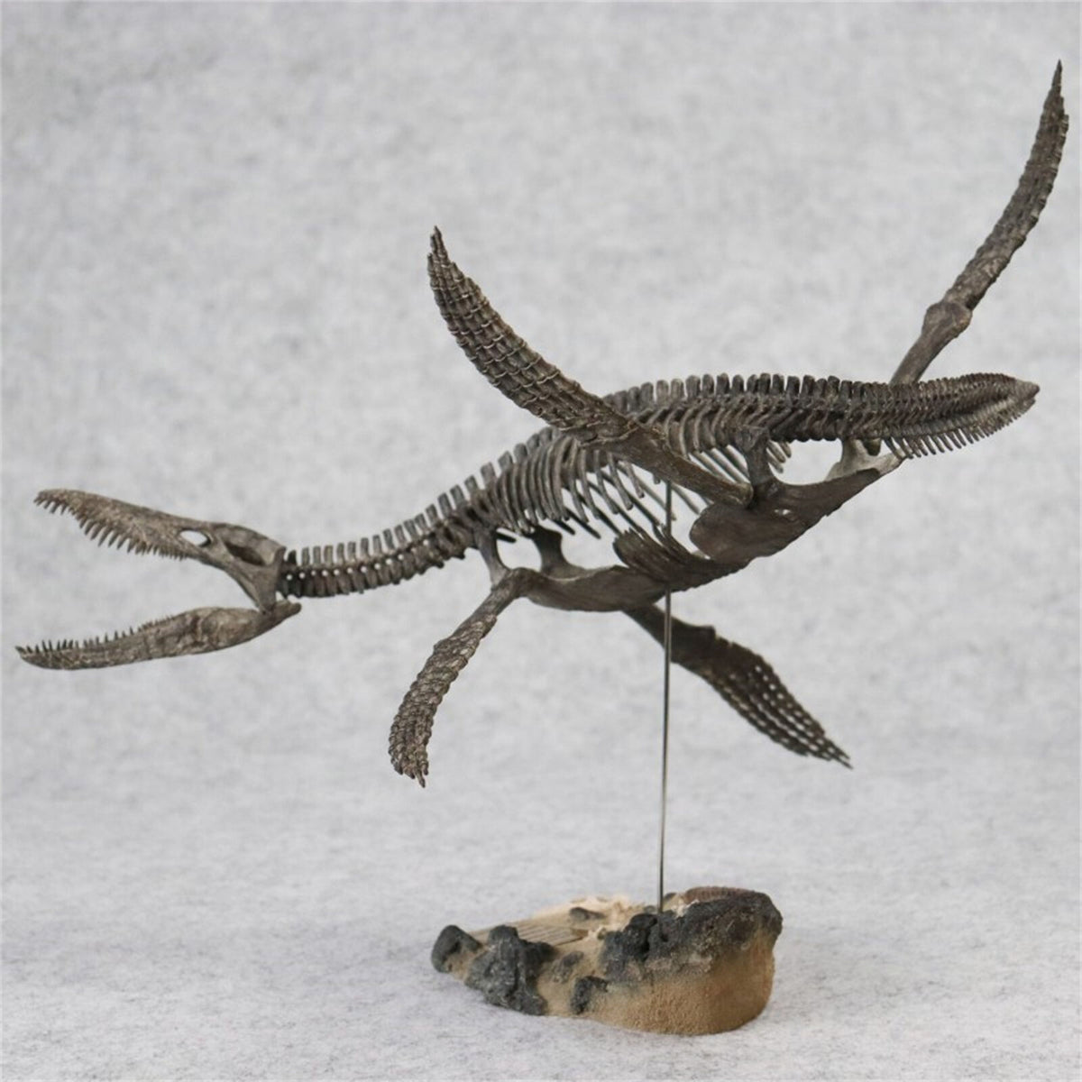 1/20 Pliosaurus Skeleton Model – Lana Time Shop
