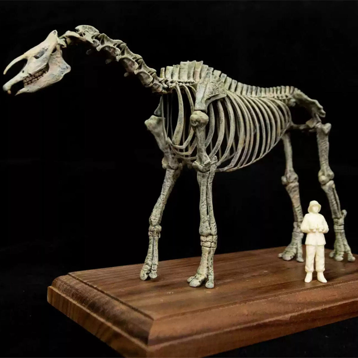 VWUVWU 1/35 Paraceratherium lepidum Skeleton Model – Lana Time Shop