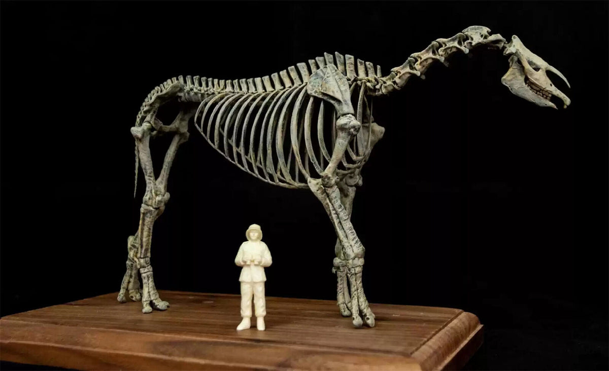 VWUVWU 1/35 Paraceratherium lepidum Skeleton Model – Lana Time Shop