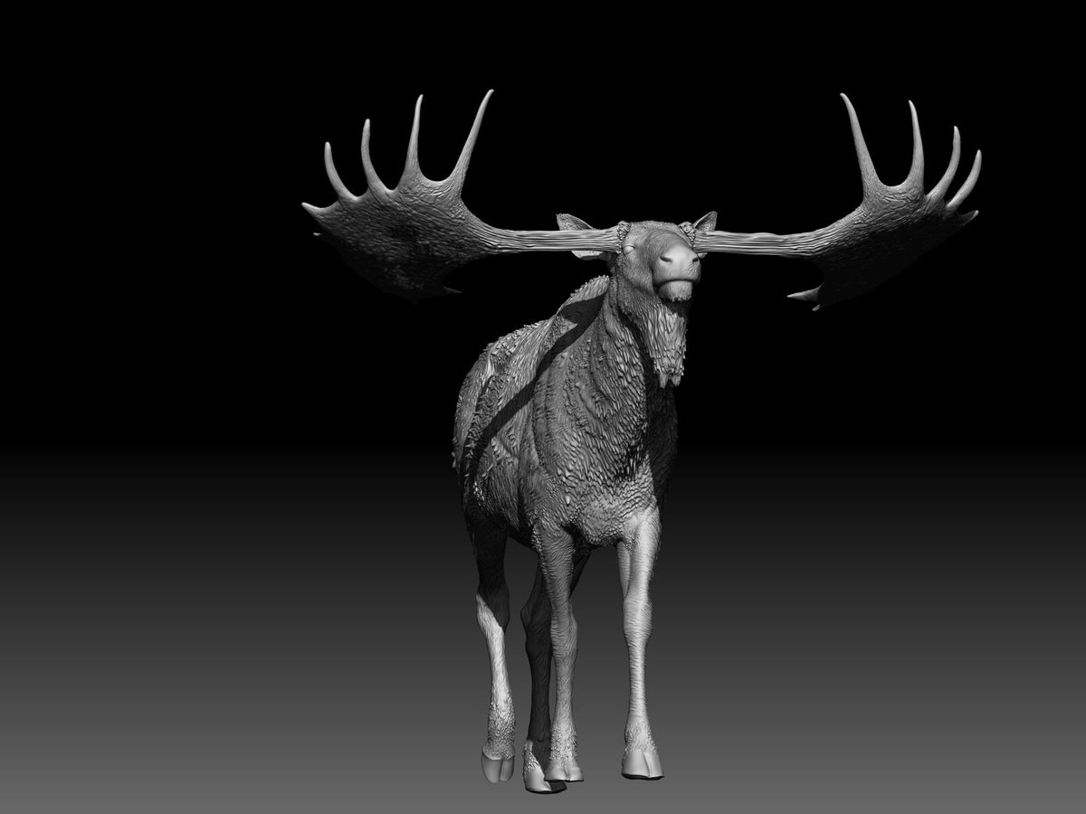 Cervalces latifrons Model – Lana Time Shop