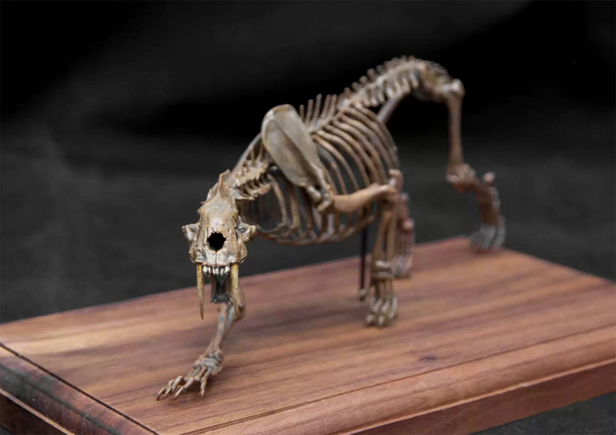 VWUVWU 1/20 Smilodon Skeleton Model – Lana Time Shop