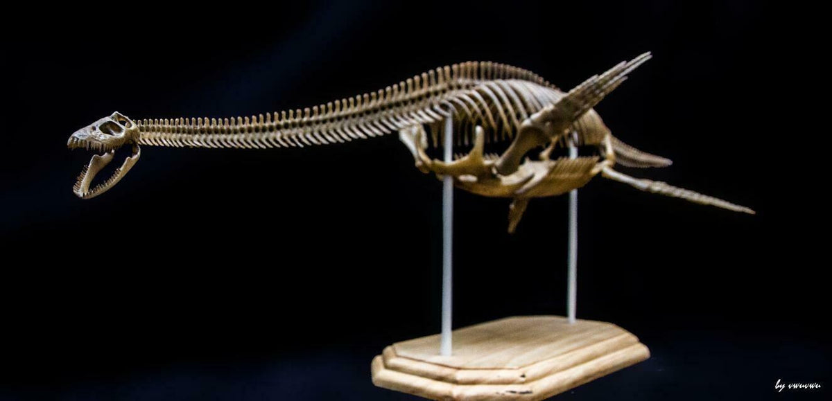 1/10 Muraenosaurus Skeleton Model – Lana Time Shop