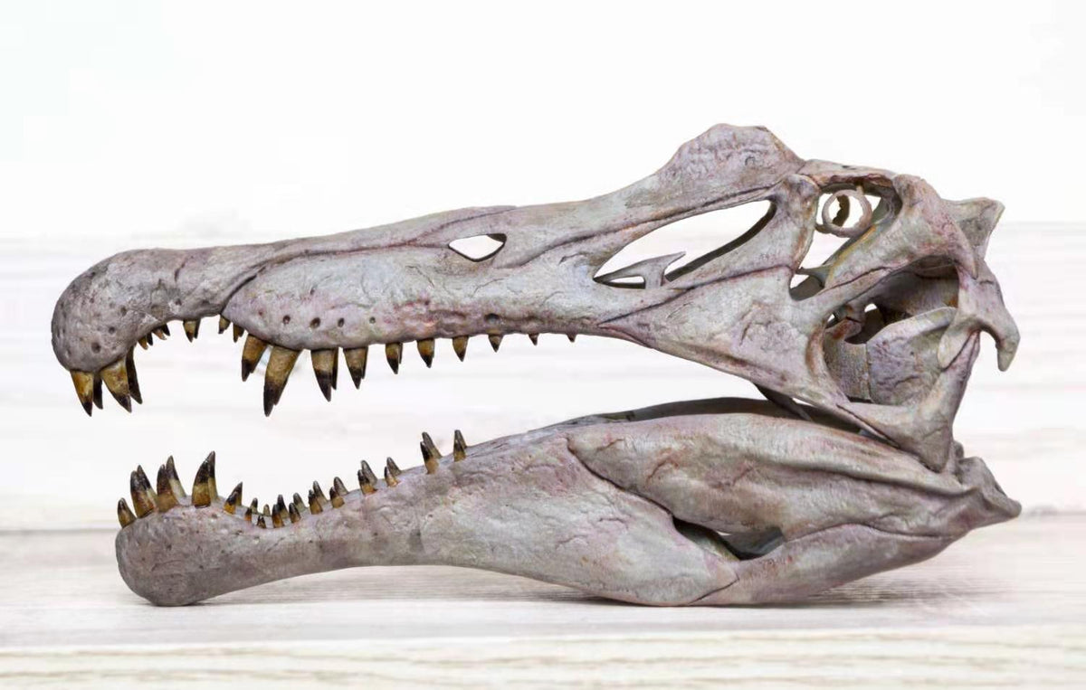 1/10 Spinosaurus Head Skeleton Skeleton Model – Lana Time Shop