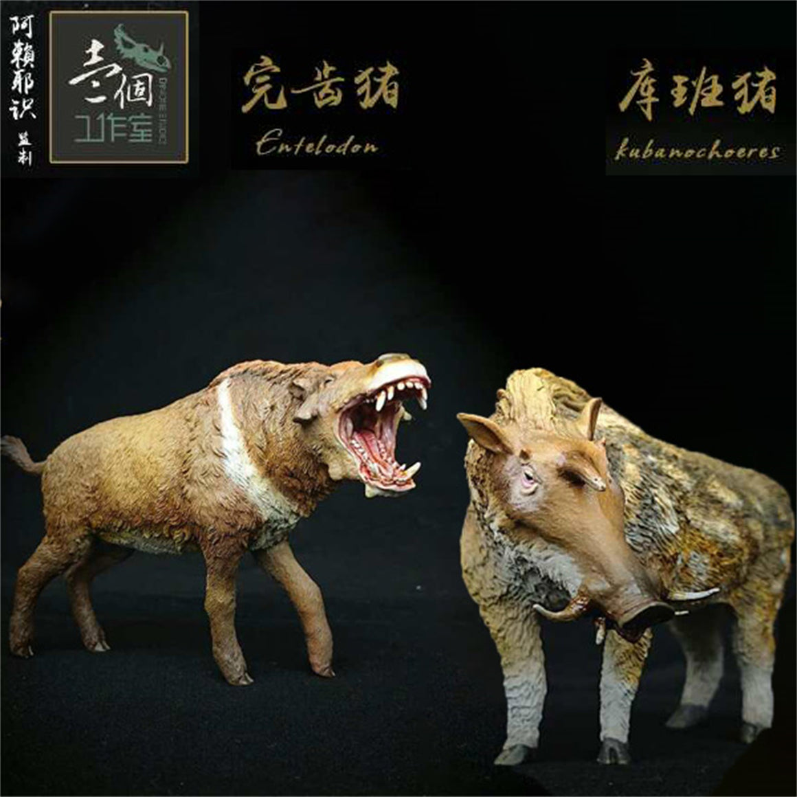 DINONE STUDIO – Lana Time Shop