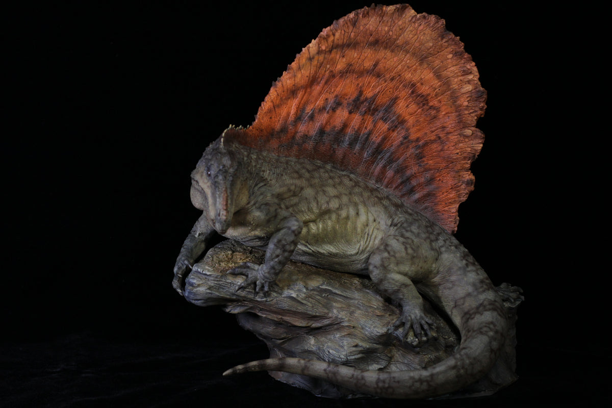 DM 1:5 Dimetrodon Scene Kit – Lana Time Shop