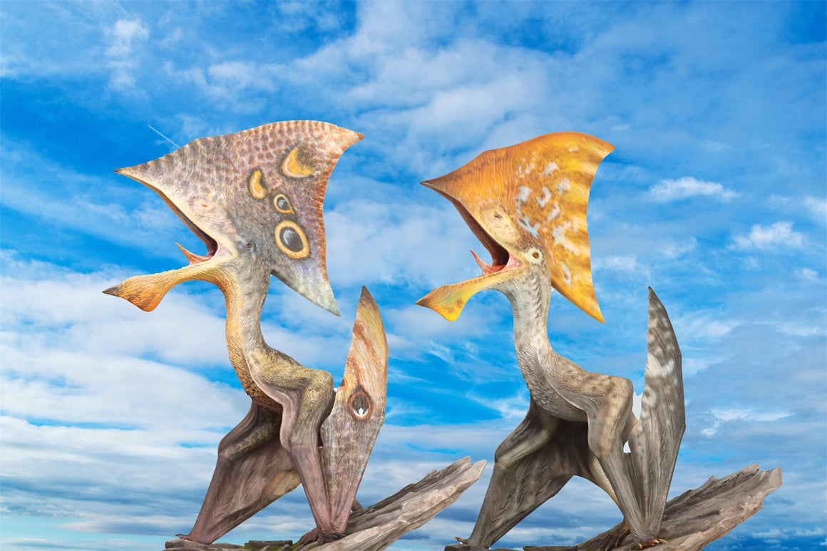 Collections – Lana Time Shop