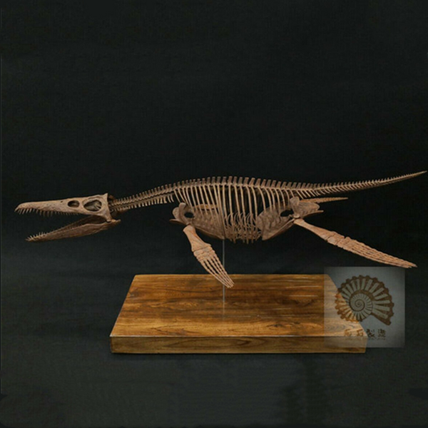 Escala De Liopleurodonte Skeletal Anatomy Of The Early Permian